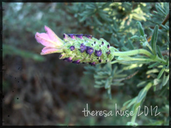 Flower Photography & Best Garden Sites -Tips Dear Creatives