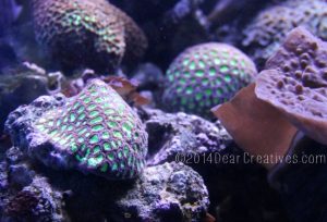 Planning and Travel Tips: Monterey Bay, CA and Monterey Bay Aquarium ...